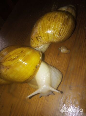 3 улитки 2 взрослые одна маленькая