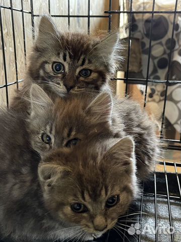 Котята красивые