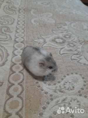 Джунгарский жемчужный хомячок