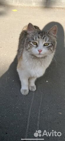 Кошечка бездомная