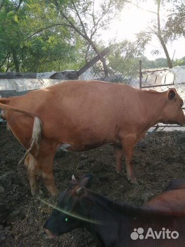 Коровы и телки