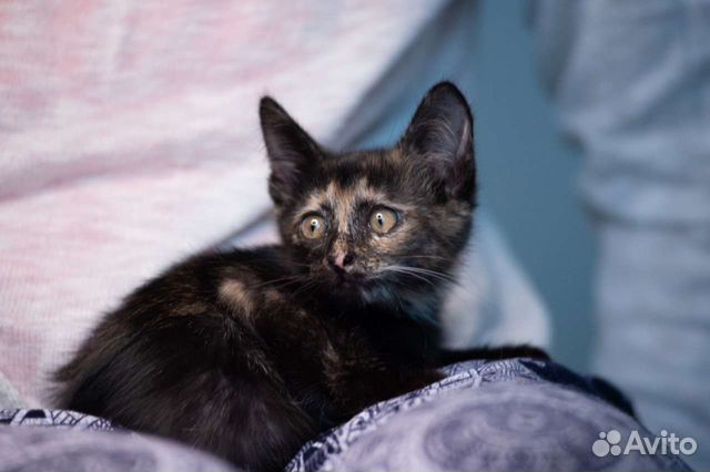 Кошка 1,5 месяца в добрые руки