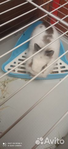 Продам кролика декоративного