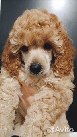 Миниатюрный пудель щенки