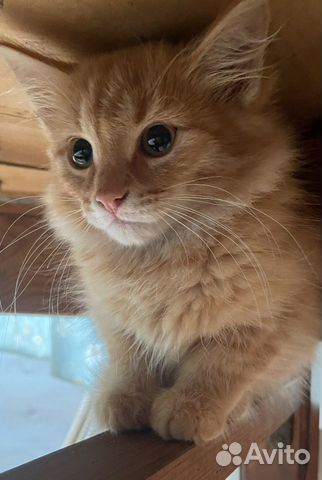 Котик в добрые руки