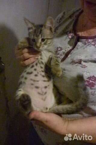 Котятки - полосатики, черные и белые