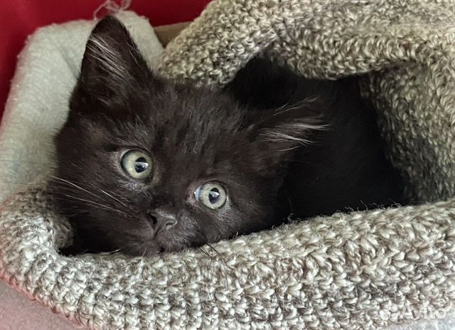 Черный Котенок девочка 2мес
