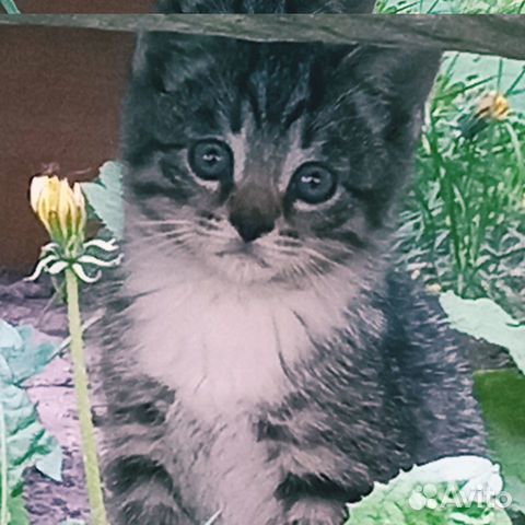 Голубоглазый Ласкуша ищет своего человека