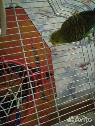 Волнистый попугай самка