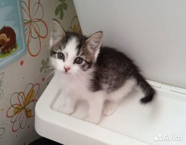 Котёнок Волшебный