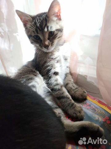Кошки бесплатно