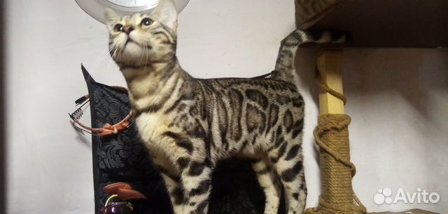 Продам бенгальских котомалышей