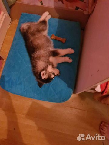 Хаски Щенок