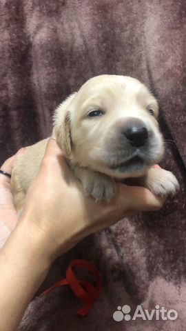 Щенки золотистого ретривера