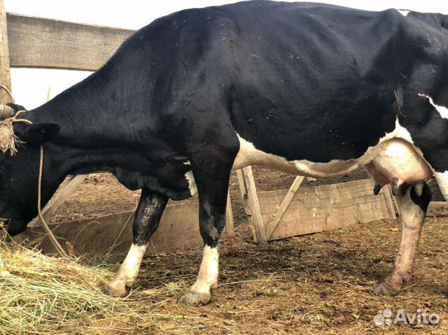 Корова подсосная с теленком