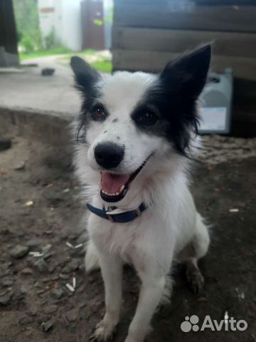 Собаки бесплатно в добрые руки