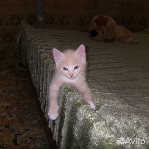 Котята в добрые руки даром