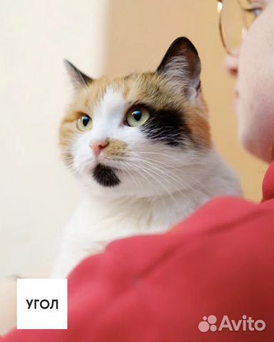 Кошка ищет дом