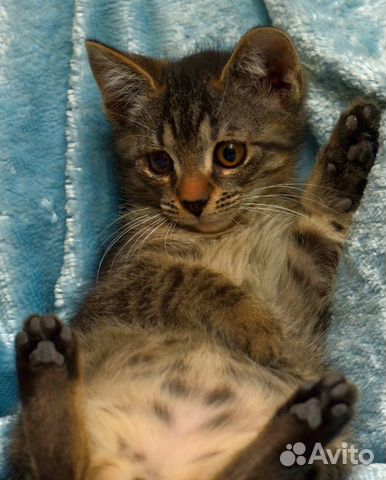 Котенок- чудесный тигренок