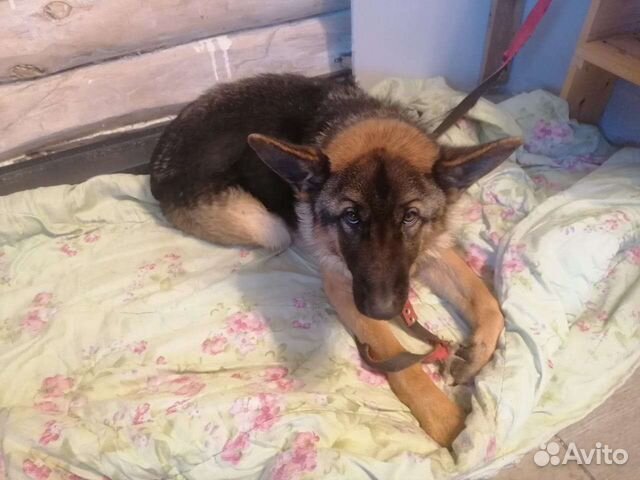 Девочка немка