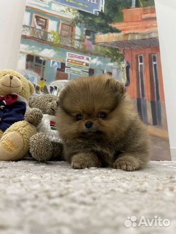 Высокопородные шедеврики