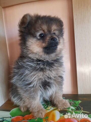 Щенки шпица