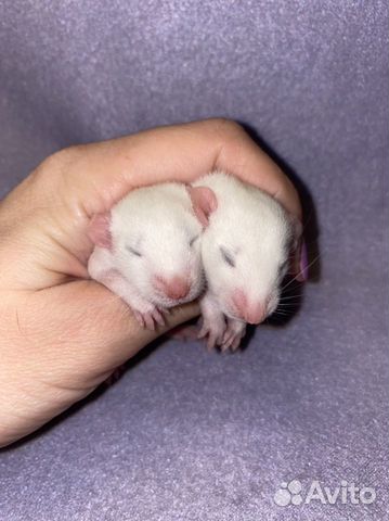 Крысята Блейз и Айвори дамбо