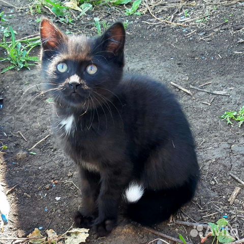 Котенок уникального окраса. Кот белохвостик)