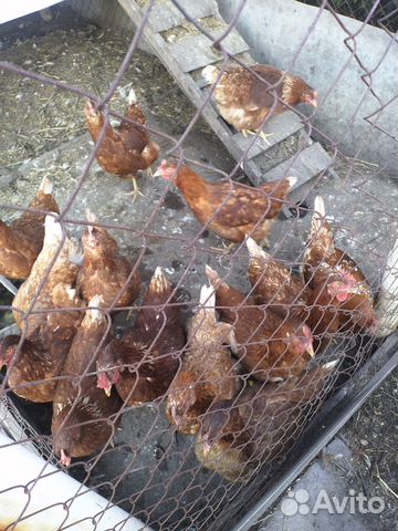 Продажа кур несушек