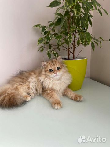 Британский котенок дш