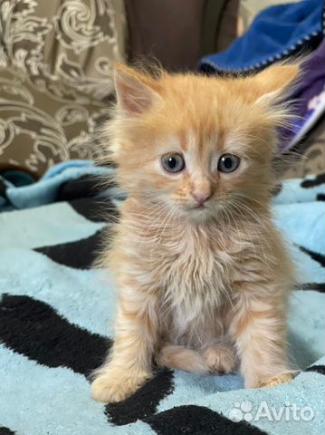 Длинношерстный котенок