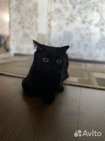 Вислоухие котята