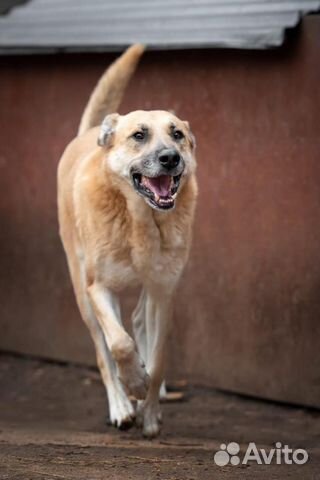 Собака в добрые руки отдам бесплатно