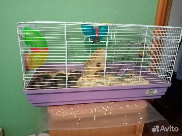 Крысы бесплатно