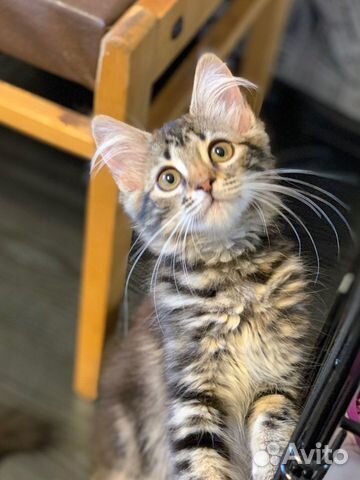 Пушистый котенок бесплатно