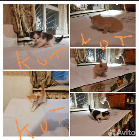 Котята