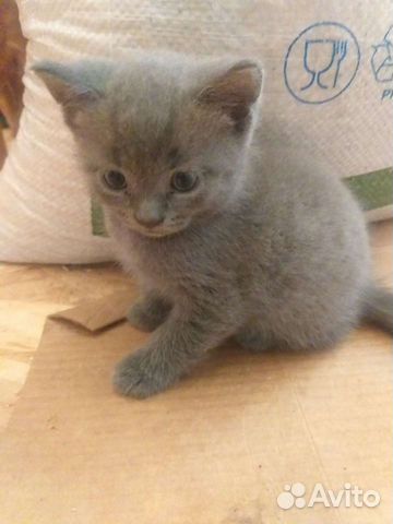 Котята русская голубая