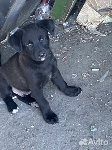 Собака