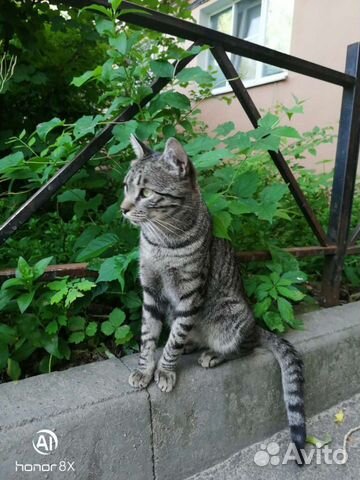 Кошки в добрые руки бесплатно