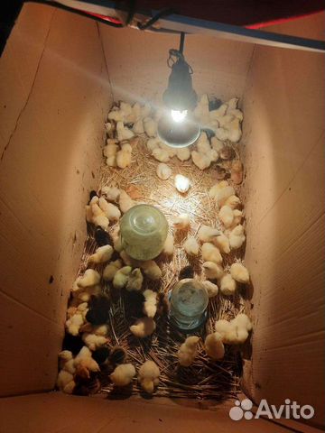 Цыплята несушки