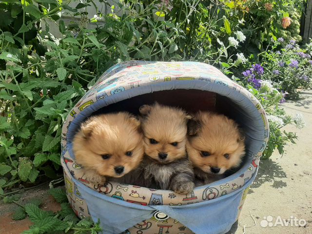 Мини шпиц