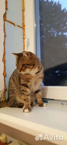 Томми Кот. Красавчик с хорошими манерами