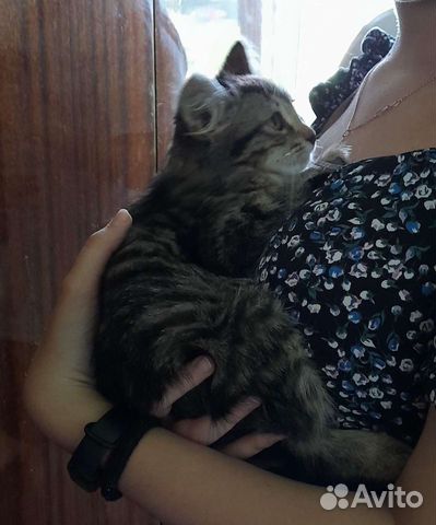 Очень нежный пушистый котенок, девочка