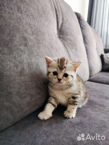 Шотлаские котята