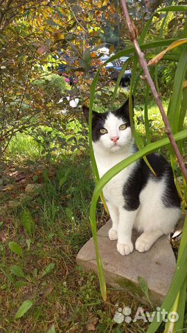 Котёнок славный ласковый в добрые руки