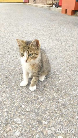 Котенок 3,5 месяца бесплатно