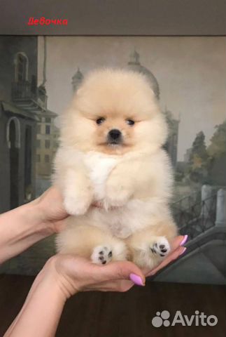 Померанский шпиц щенки мини