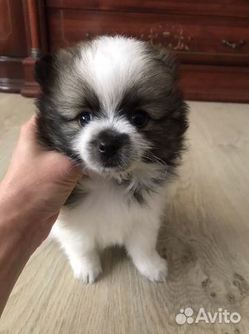 Шпиц мини мальчик