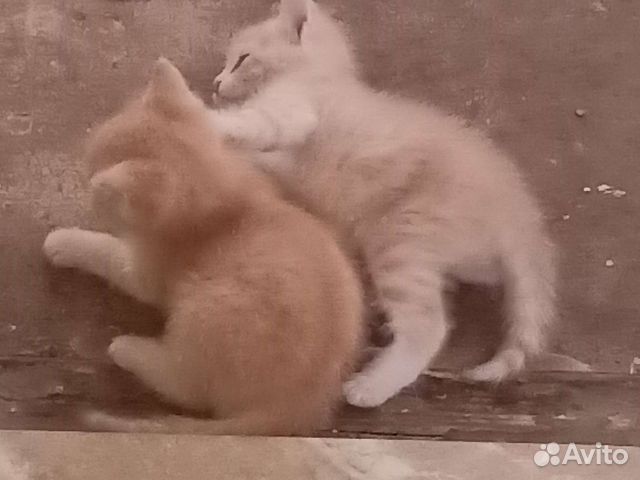 Котята в добрые руки бесплатно