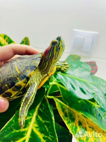 Красноухая черепаха